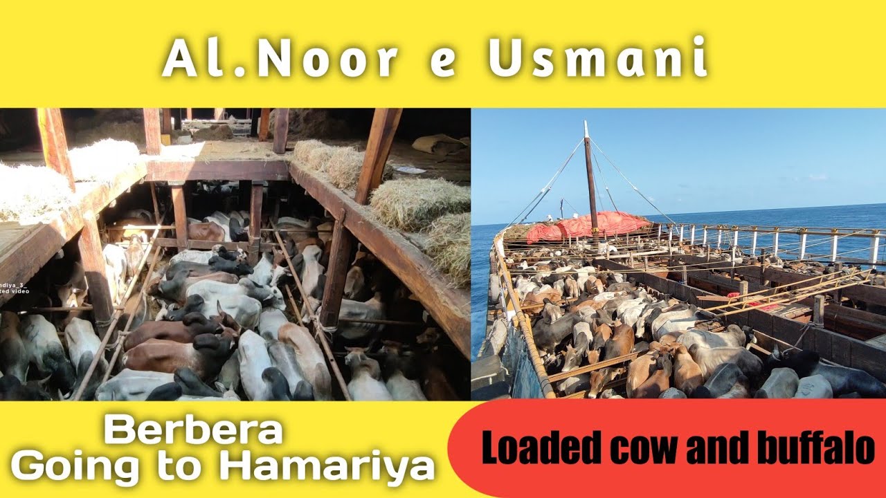 Al Noor e usmani Berbera Going to Hamariya. Loaded cow and buffalo # ...