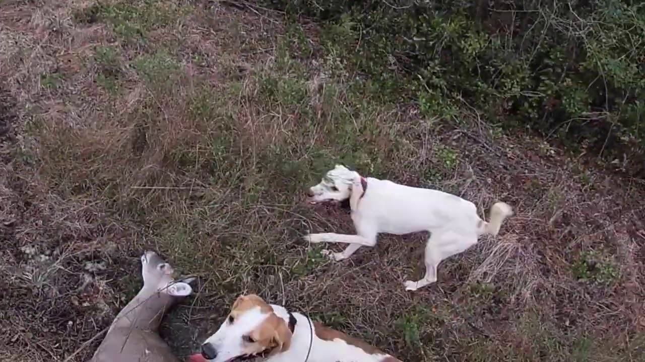 SC Deer Hunting w/ Dogs - No Deer made it out ALIVE! (Killshots) - YouTube