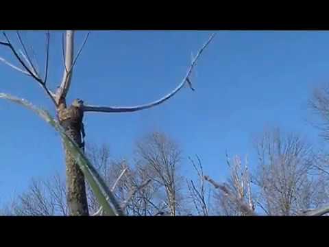 Persimmon Pruning & Scion Collection - YouTube