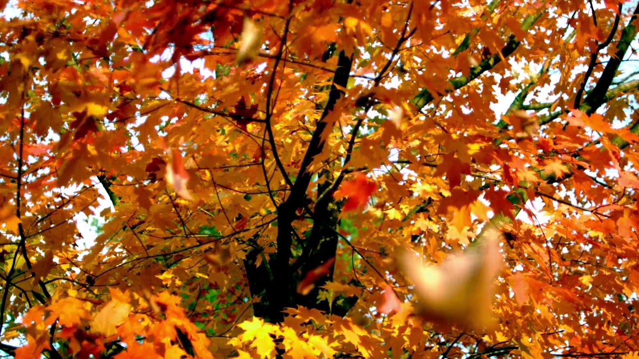 slow motion autumn leaves falling 1 - YouTube