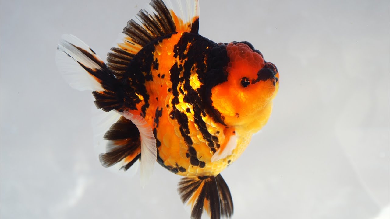 High back rose tail oranda, PJLEE selected #oranda #goldfish #ranchu # ...