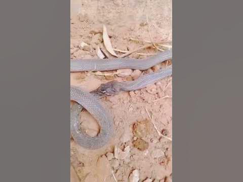 The snake ate itself|सांप ने खाया अपने आप को|saamp ne khaaya apane aap ...
