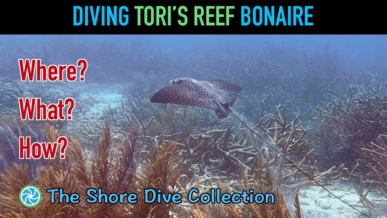 Diving Tori’s Reef Bonaire | The Shore Dive Collection | TropicLens ...