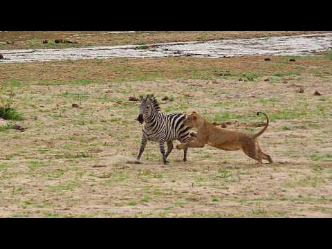 Lions Take Down a Zebra in Dramatic Chase - YouTube