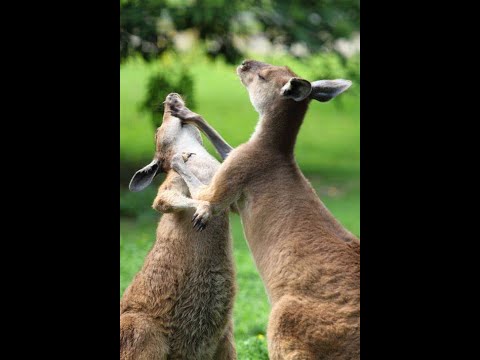 OMG kangaroo aggressive fight - YouTube