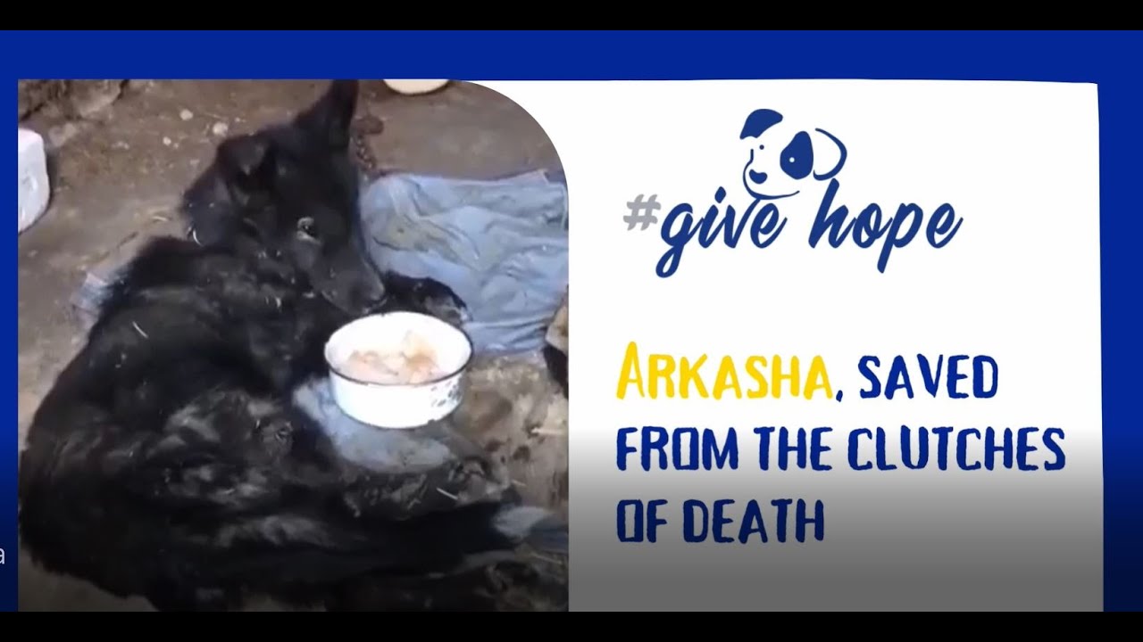 Arkasha, saved from the clutches of death - YouTube