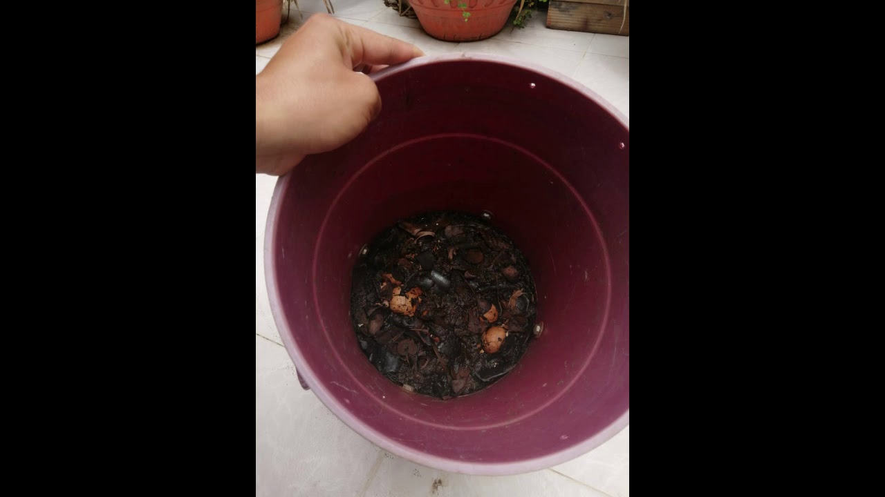 Como hacer una vermicompostera casera - YouTube