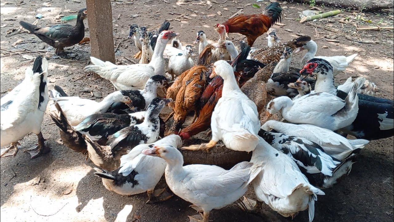 Raising chickens duck and geese in a rural and family style Chicken ...