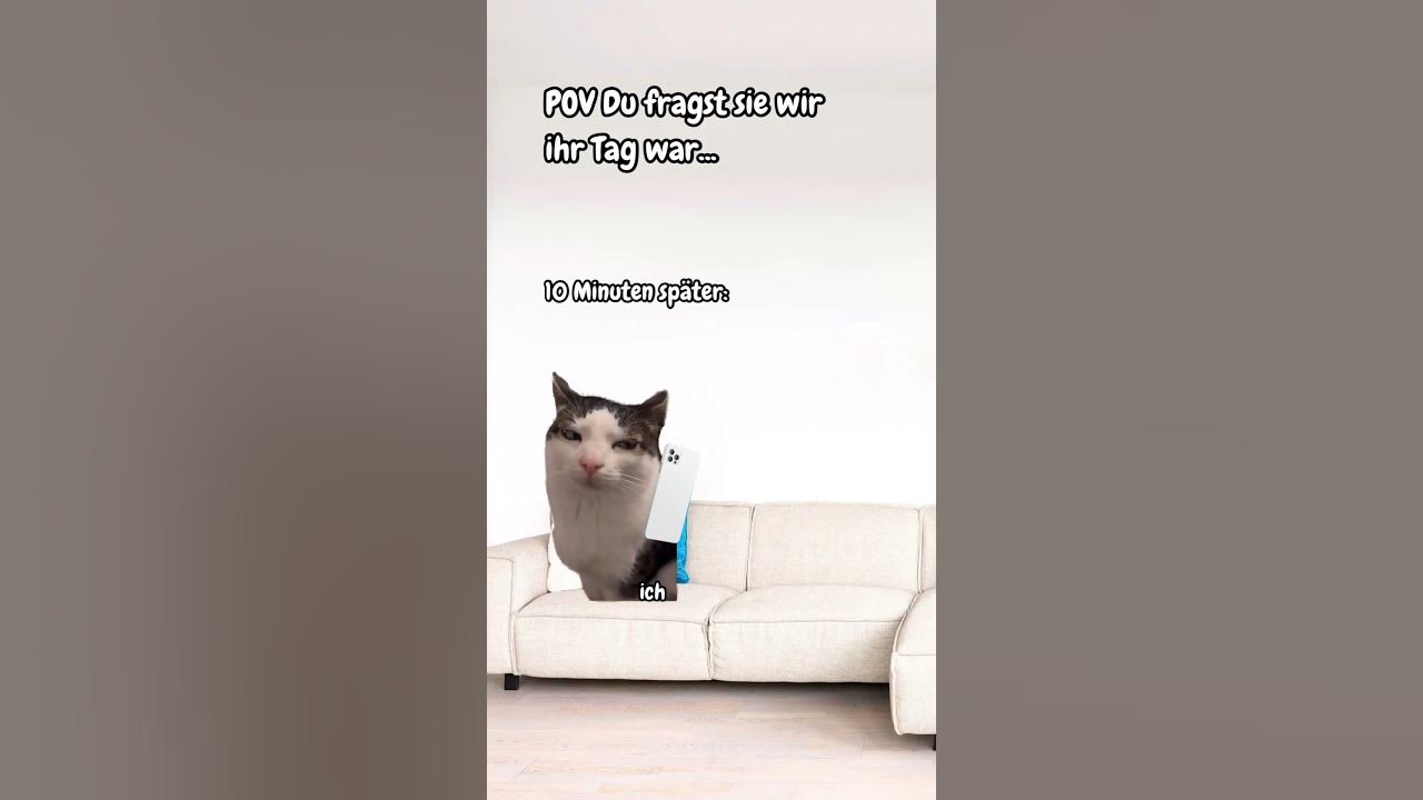 Du fragst sie wir ihr Tag war #katzenmemes #katzen #catmemes - YouTube