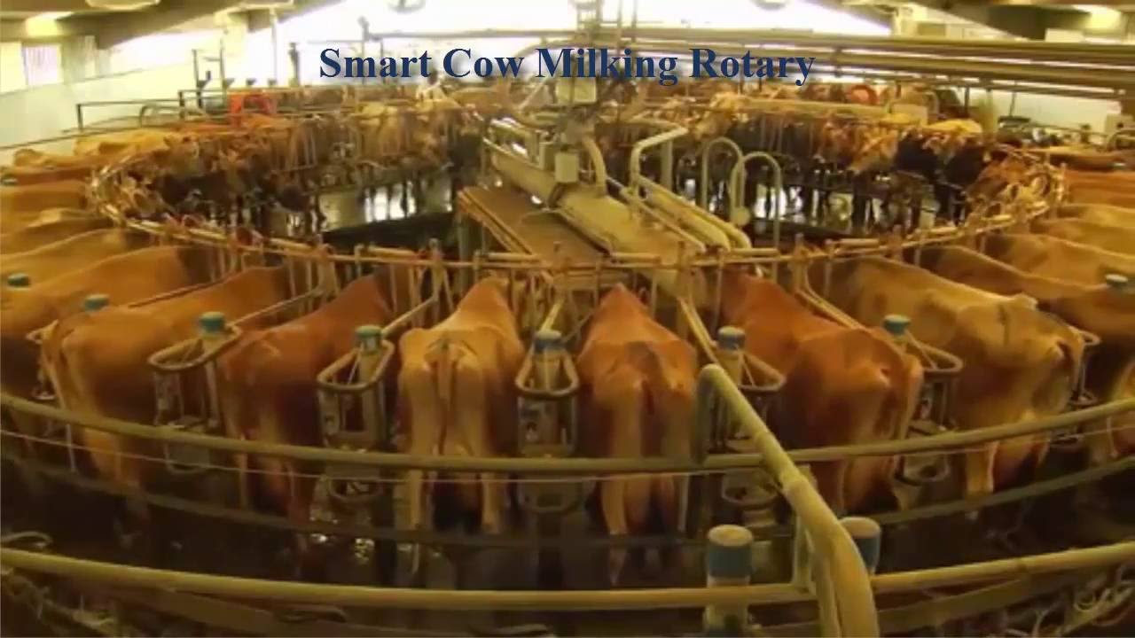 Latest Cow Milking Rotary Technology USA, Awesome Modern Mechinery ...