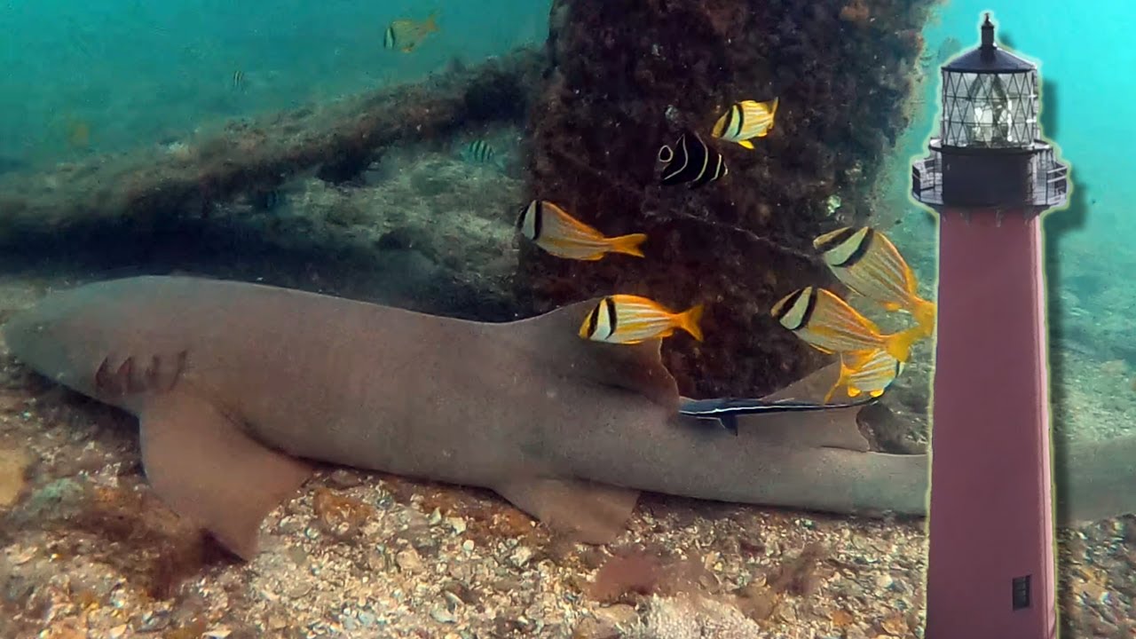 Jupiter Inlet Lighthouse Snorkeling - YouTube
