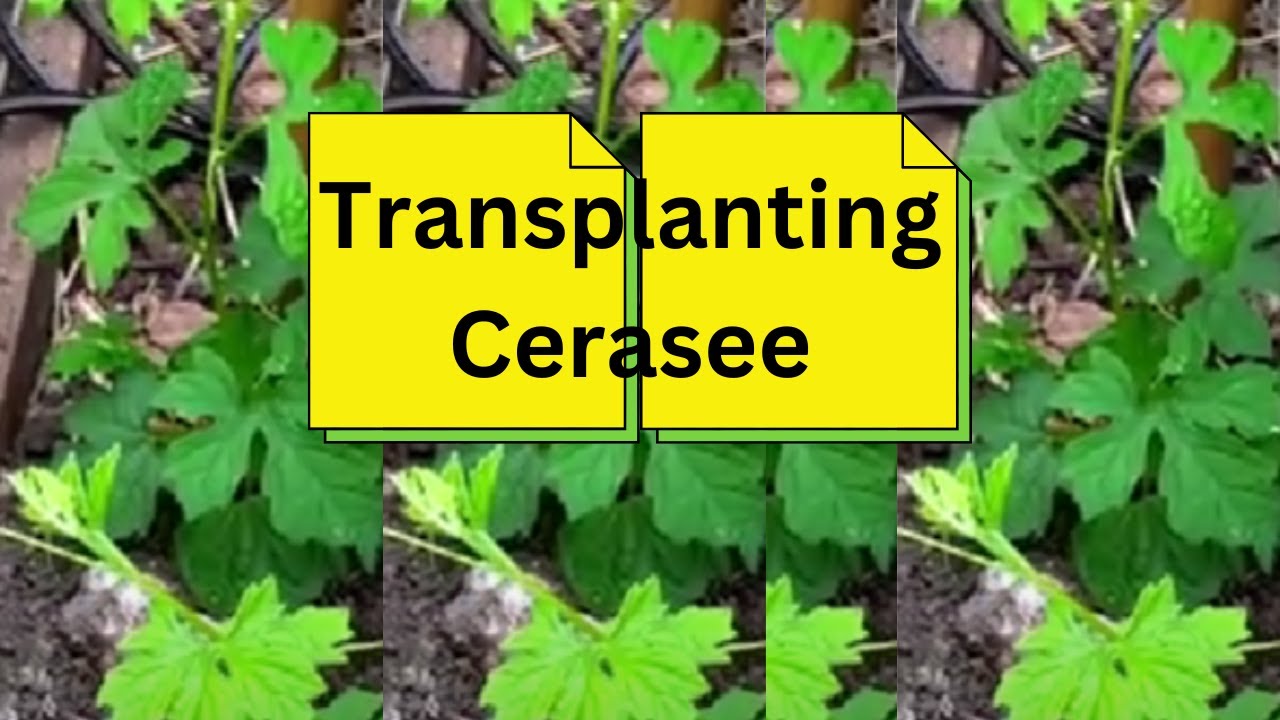 Transplanting Cerasee - YouTube