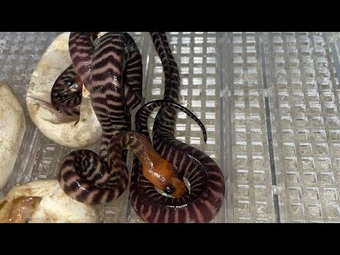 Woma Python breeding - YouTube