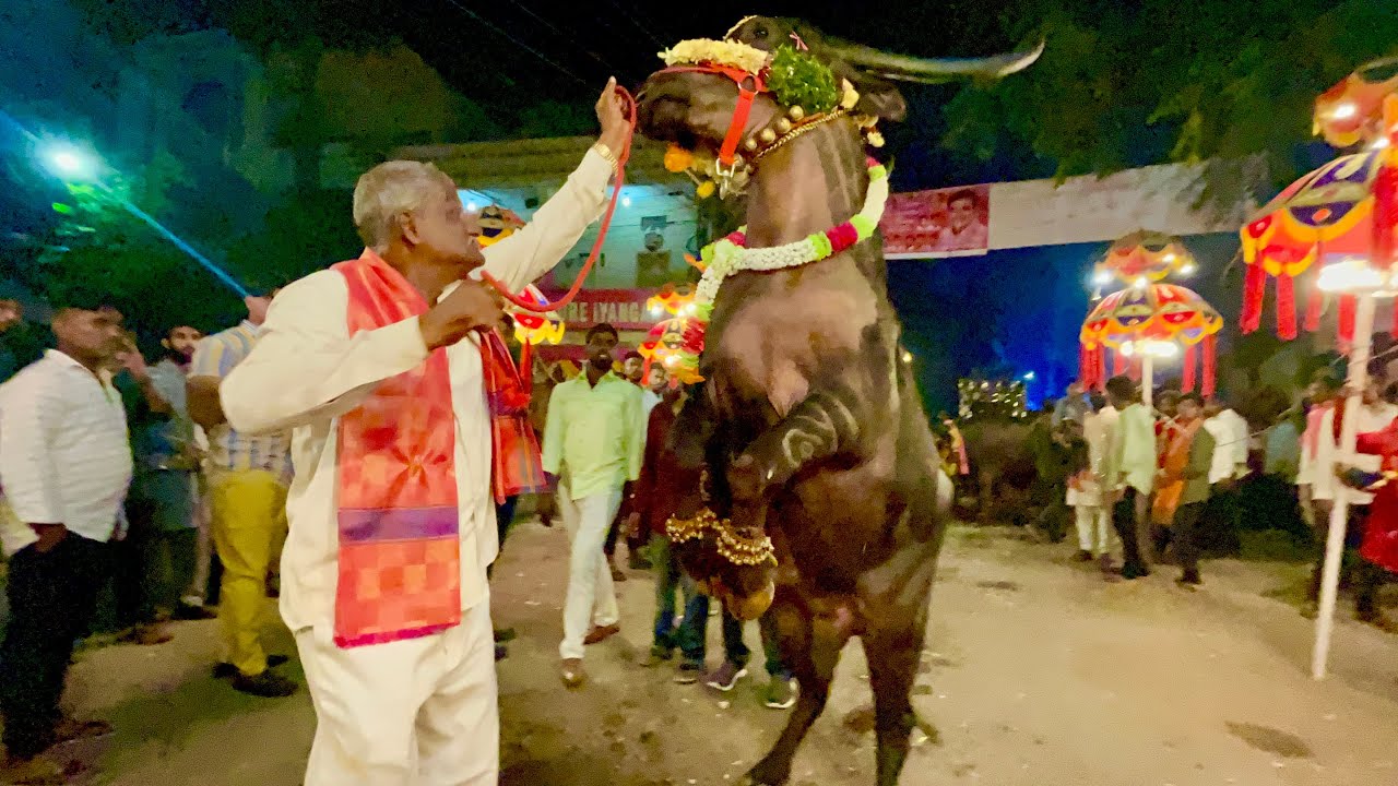 Kothapet Sadar Festival | Sadar Festival 2022 | Yadav’s Sadar ...