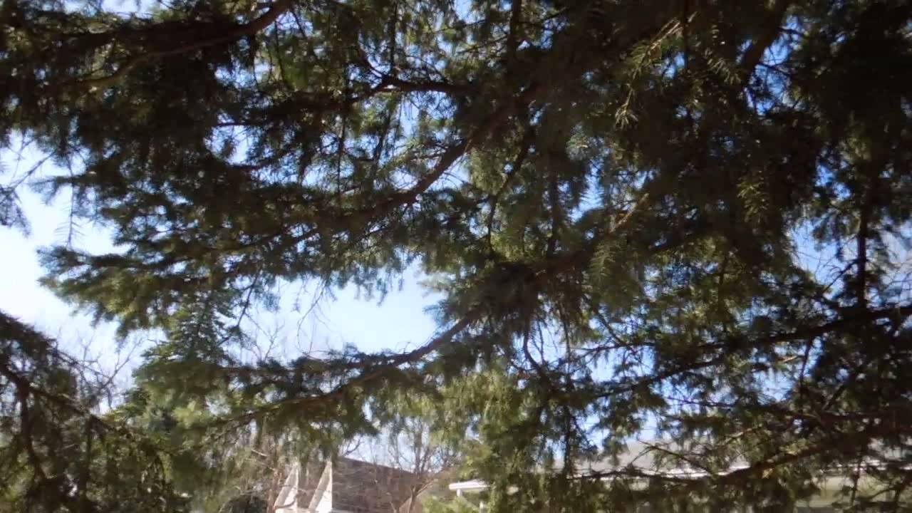 Trimming a Blue Spruce - YouTube