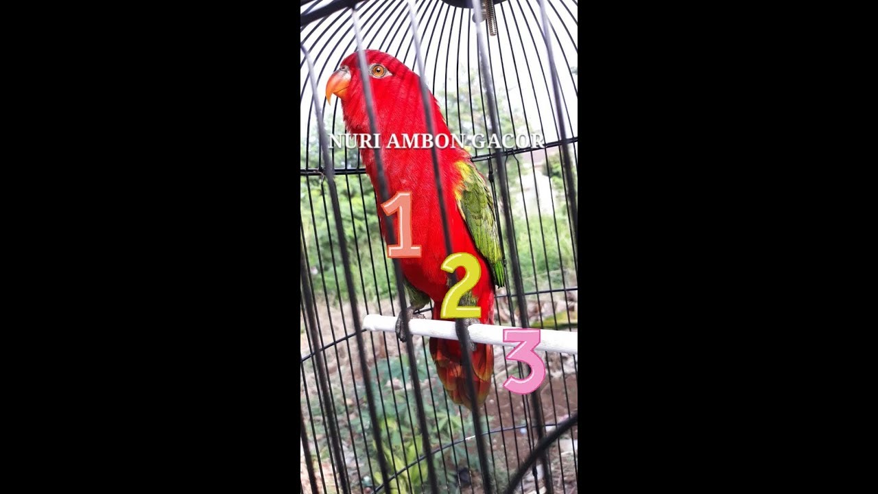 Master Nuri Ambon / Burung Nuri / Red Lory - YouTube