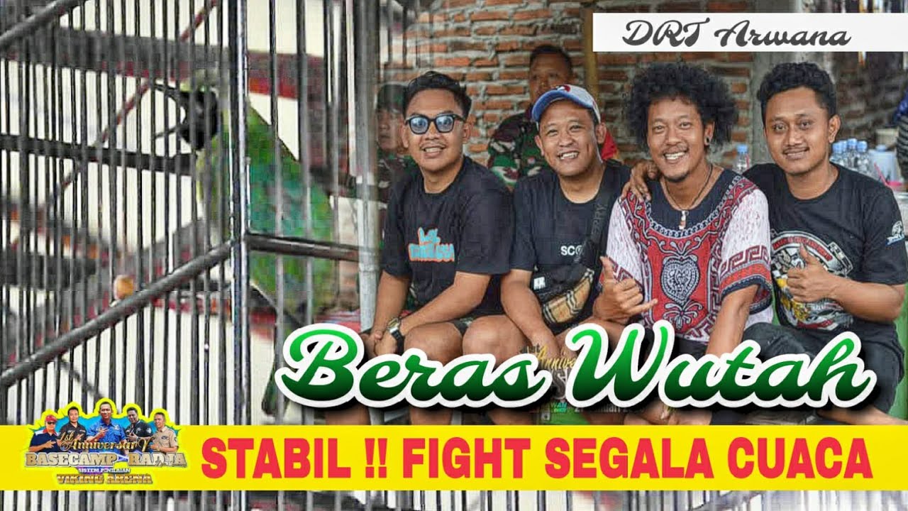 TAHAN BANTING !! Segala Cuaca Tetap Fight Cucak Ijo BERAS WUTAH Juara ...