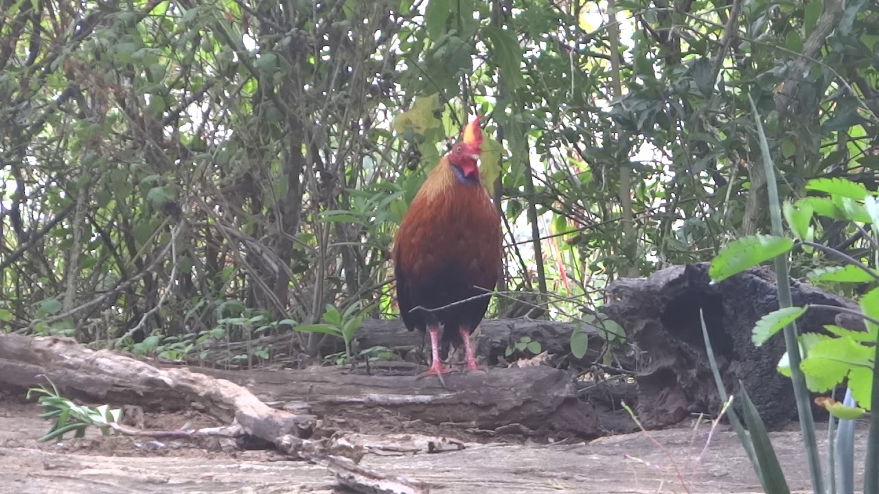 National Bird of Sri Lanka - Wali Kukula, ශ්‍රී ලංකාවේ ජාතික පක්ෂියා ...