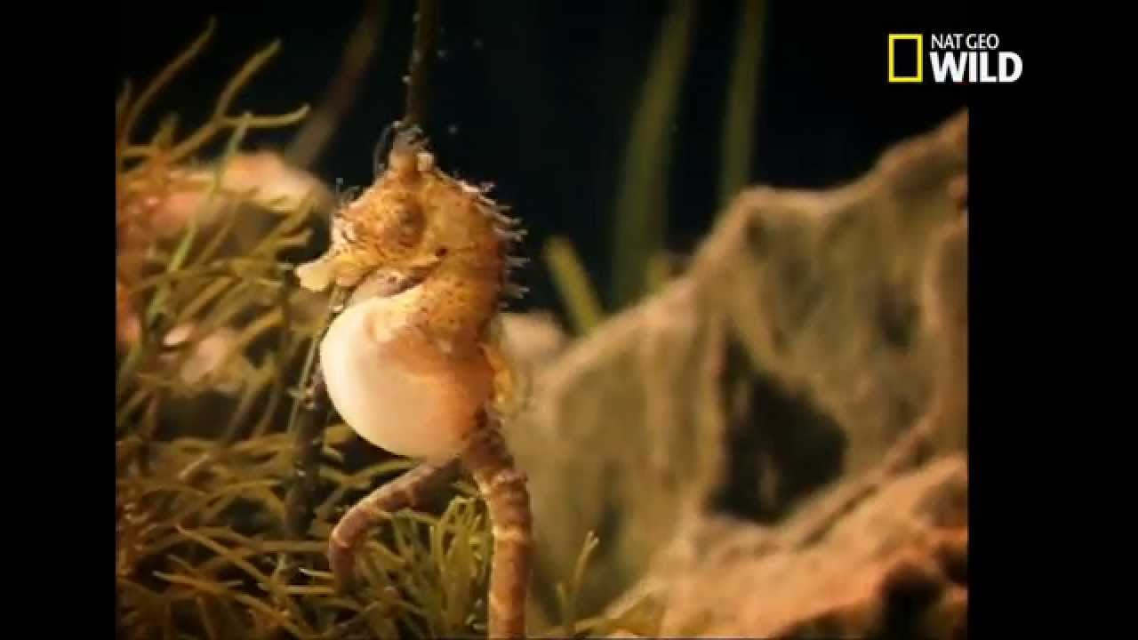 Le sexe chez les Hippocampes - YouTube