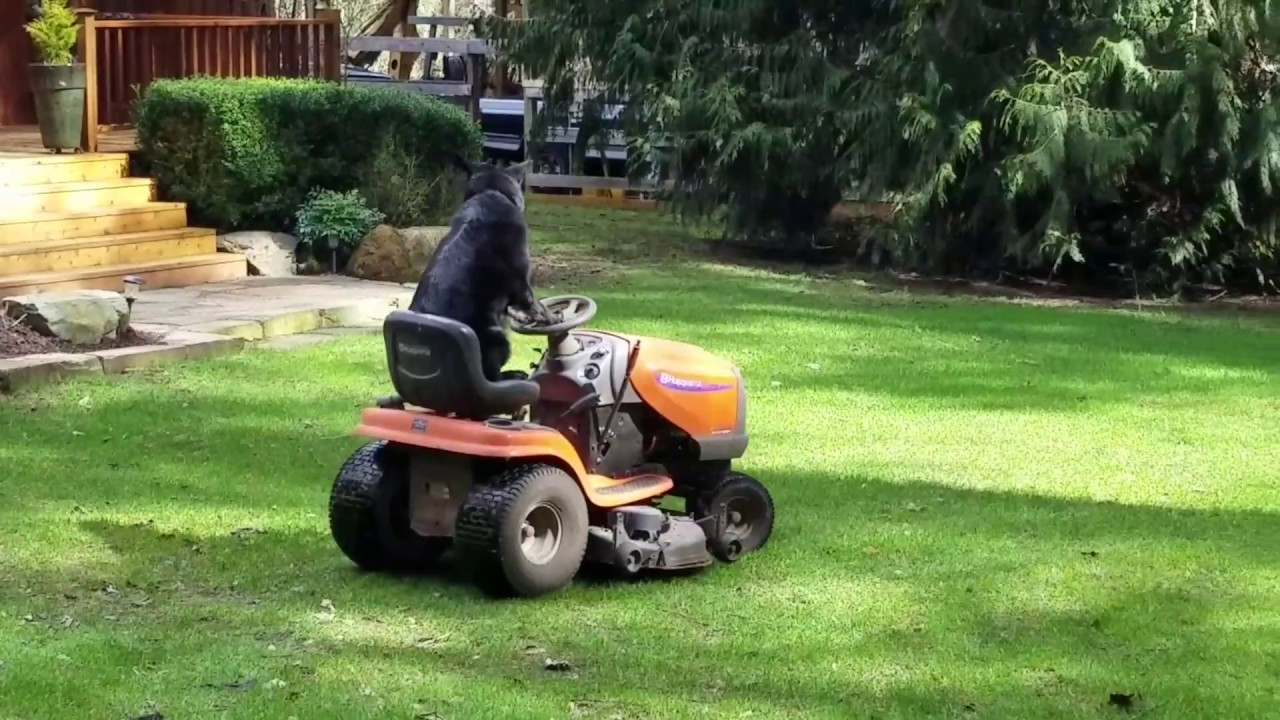 A 2011 HAPPENNING - Friends Dog Mowing The Grass - YouTube