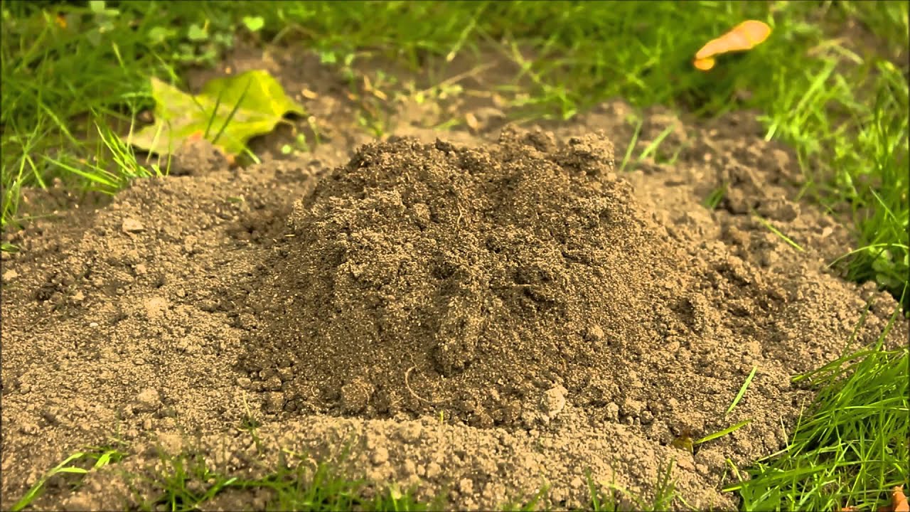 Mole Hill Formation HD - YouTube