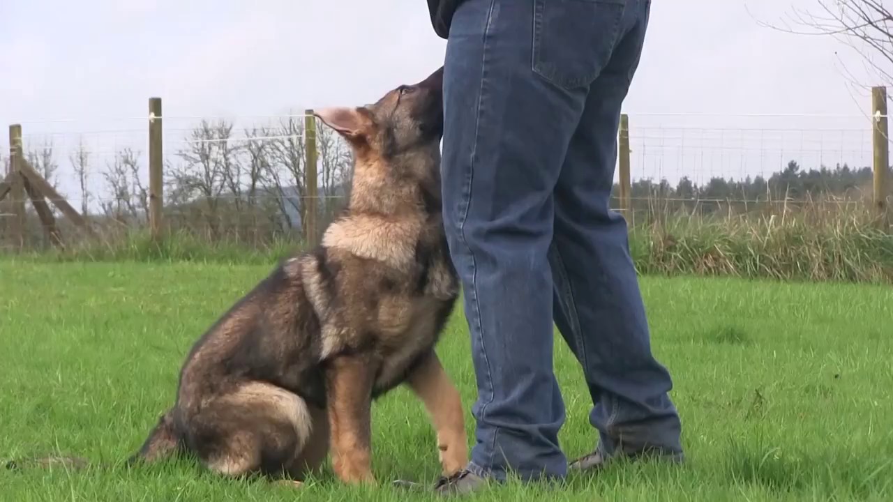 German Shepherd Puppy Obedience Training at Five Months - YouTube