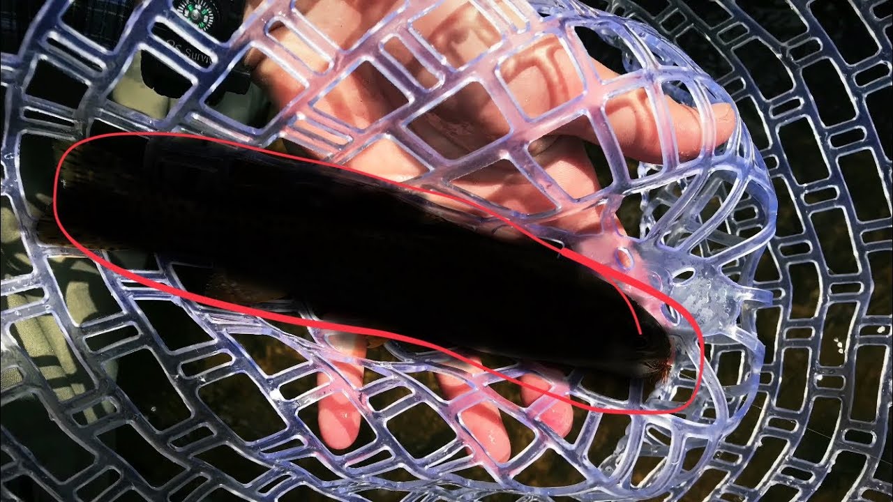 We Caught a SUPER RARE Fish!!! (Tenkara Fishing a Gorgeous Small Stream ...