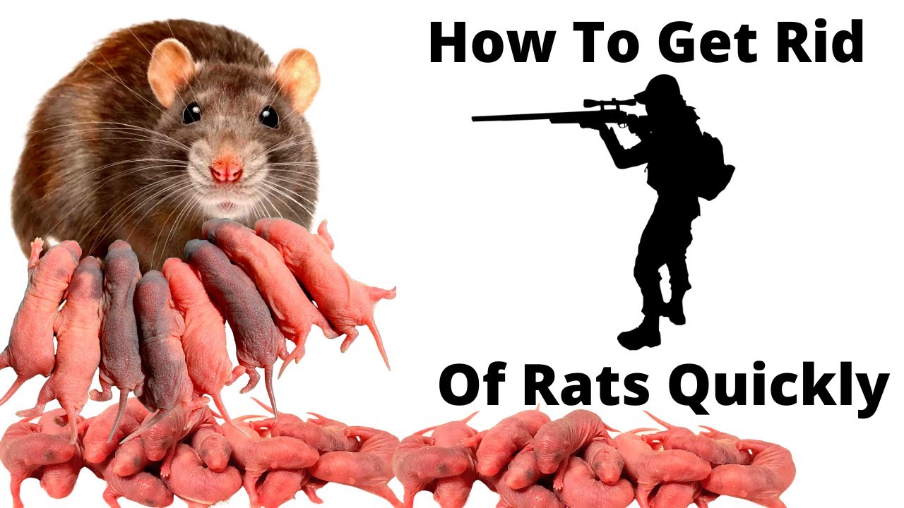 How To Get Rid Of Rats Quickly - Air Rifle Hunting - No Commentary ...