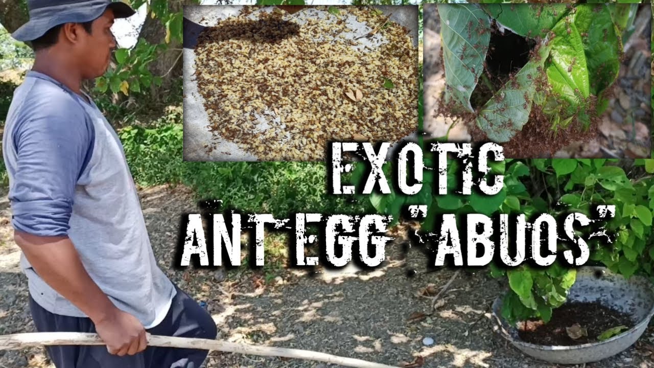 EP08 - Pagkuha ng itlog ng HANTIK or "ABUOS" | Exotic Ant Eggs ...