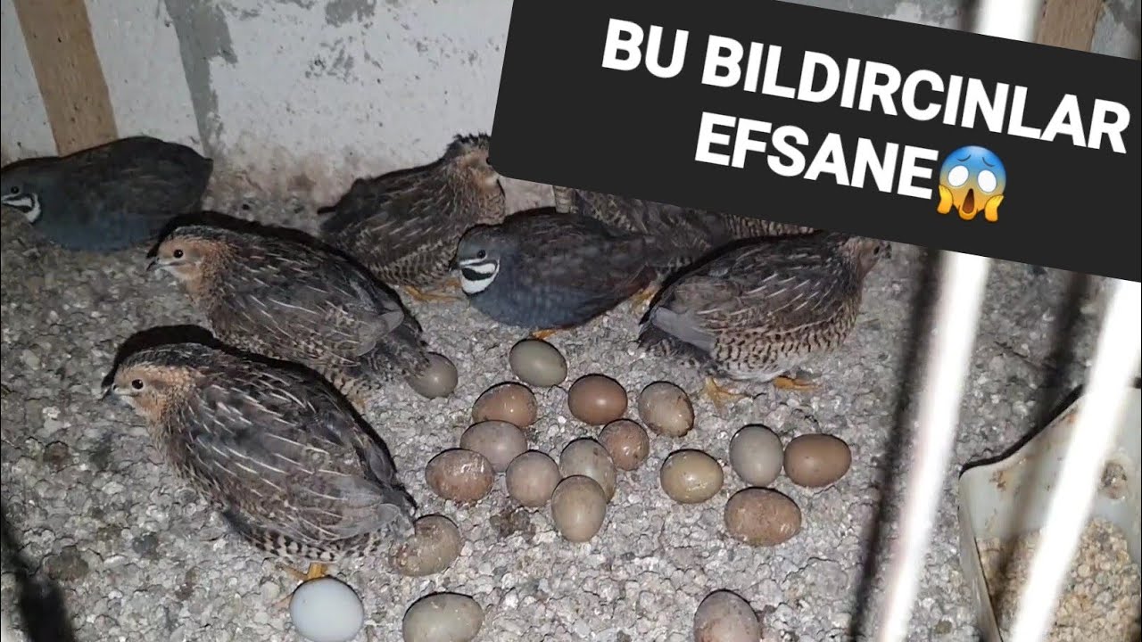 ÇİN BILDIRCIN HARİKA VERİMİ ŞAŞIRTIYOR SİZLER BUGÜN KAÇ YUMURTA ...