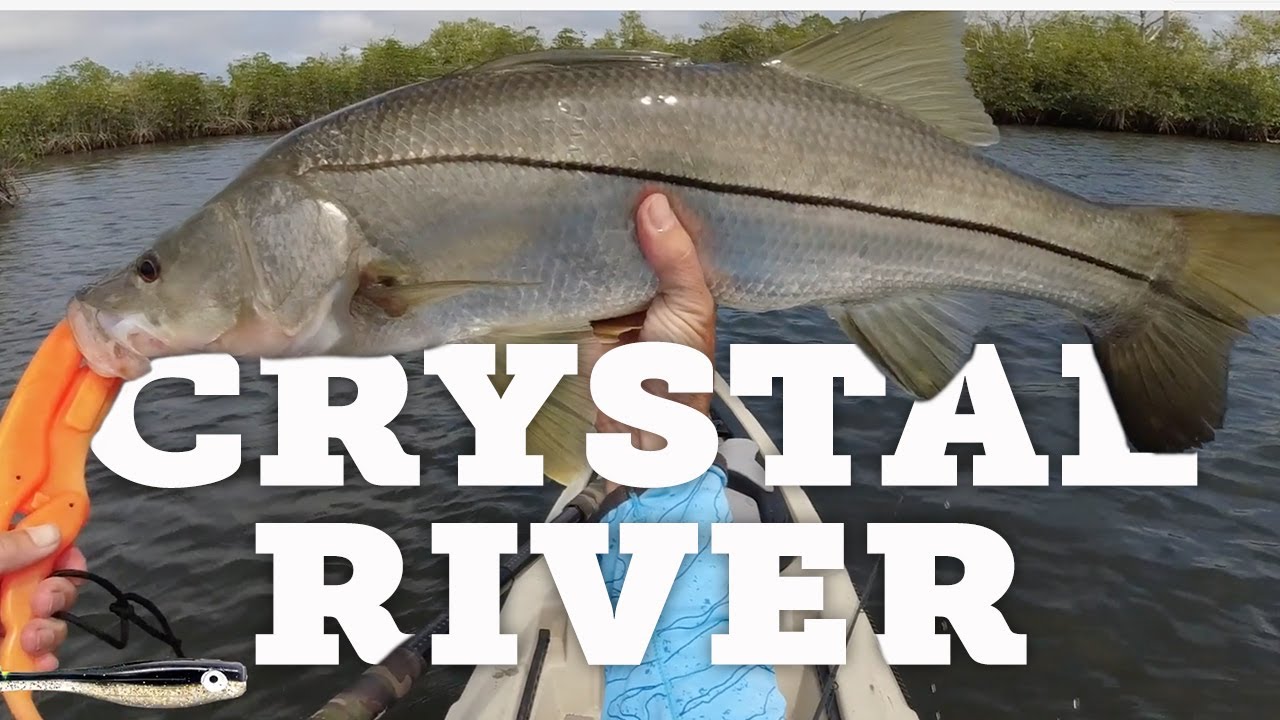 Kayak fishing in Crystal River for anything that bites - YouTube