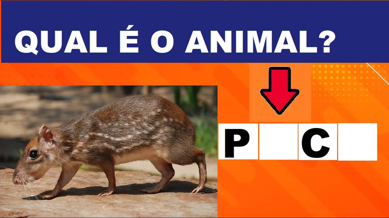 Qual Animal E Bovideo - RETOEDU