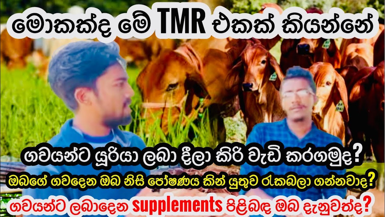 නිසි පෝෂණයකින් යුතුව ගව දෙනක් රැක බලා ගනිමු TMR /How To Make TMR For ...