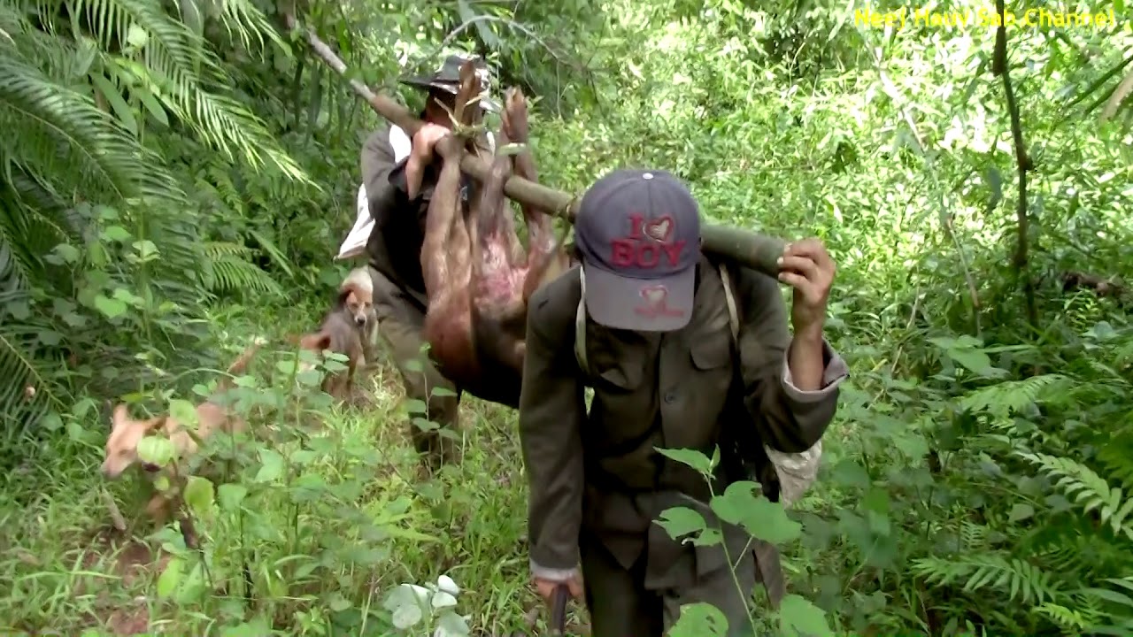 Wild boar hunting in Asia 2018 - YouTube