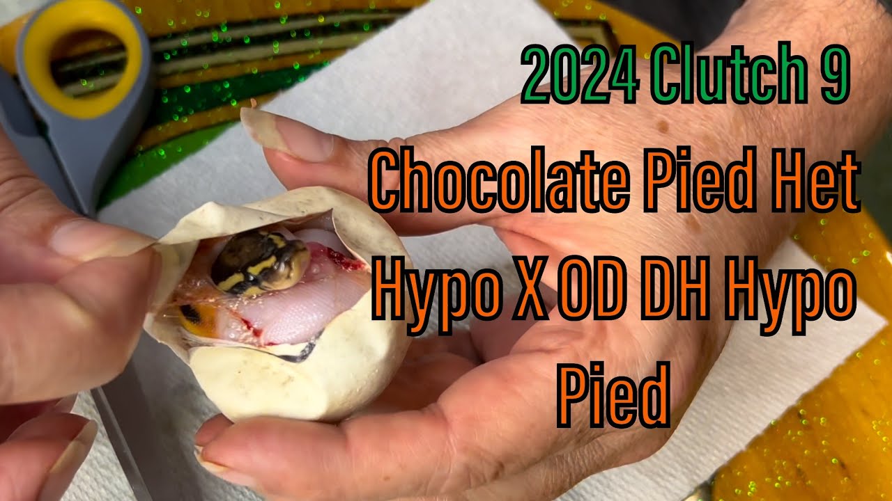 2025 Clutch 9 | Chocolate Pied Het Hypo X OD DH Hypo Pied | Ball Python Breeding - YouTube