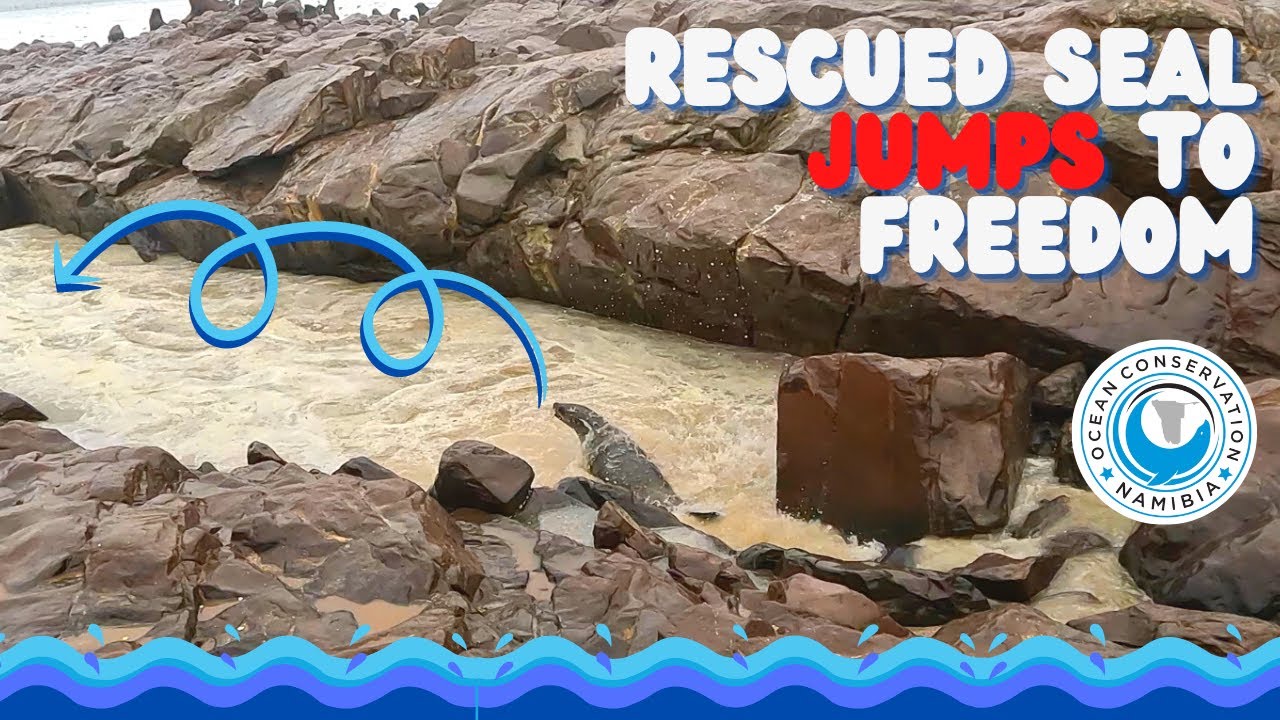 Rescued Seal Jumps to Freedom - YouTube