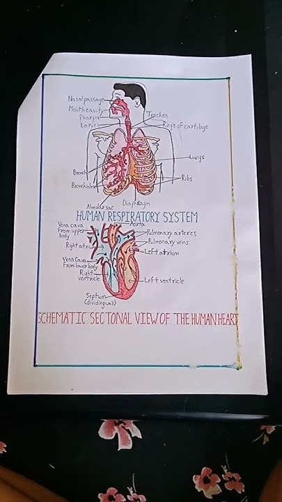SCIENCE chapter-5 Diagram # LIFE PROCESSES , from class 10 - YouTube
