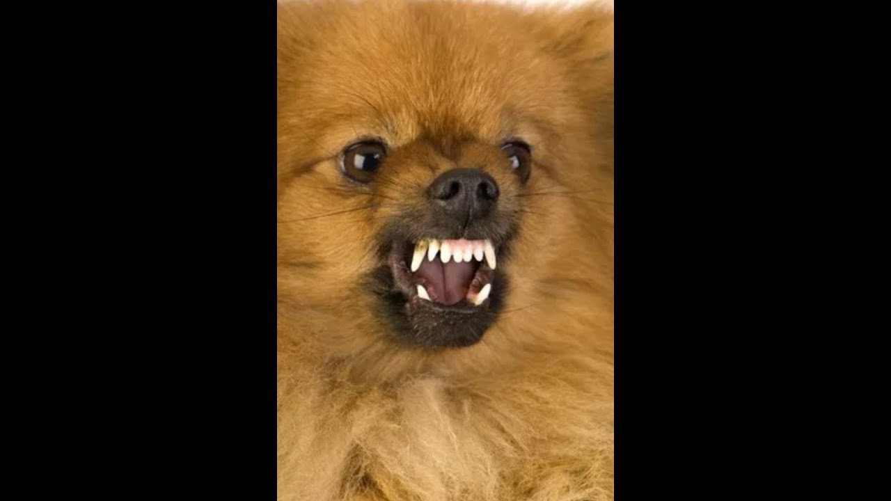 What to do about a yappy neighbor's dog - YouTube