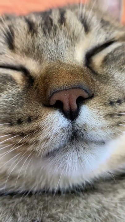 i love you, hooman - YouTube