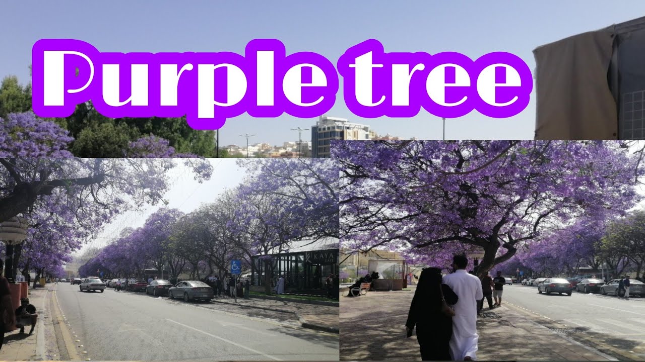 Art street in the center of Abha city #jacarandatree#purpletree - YouTube