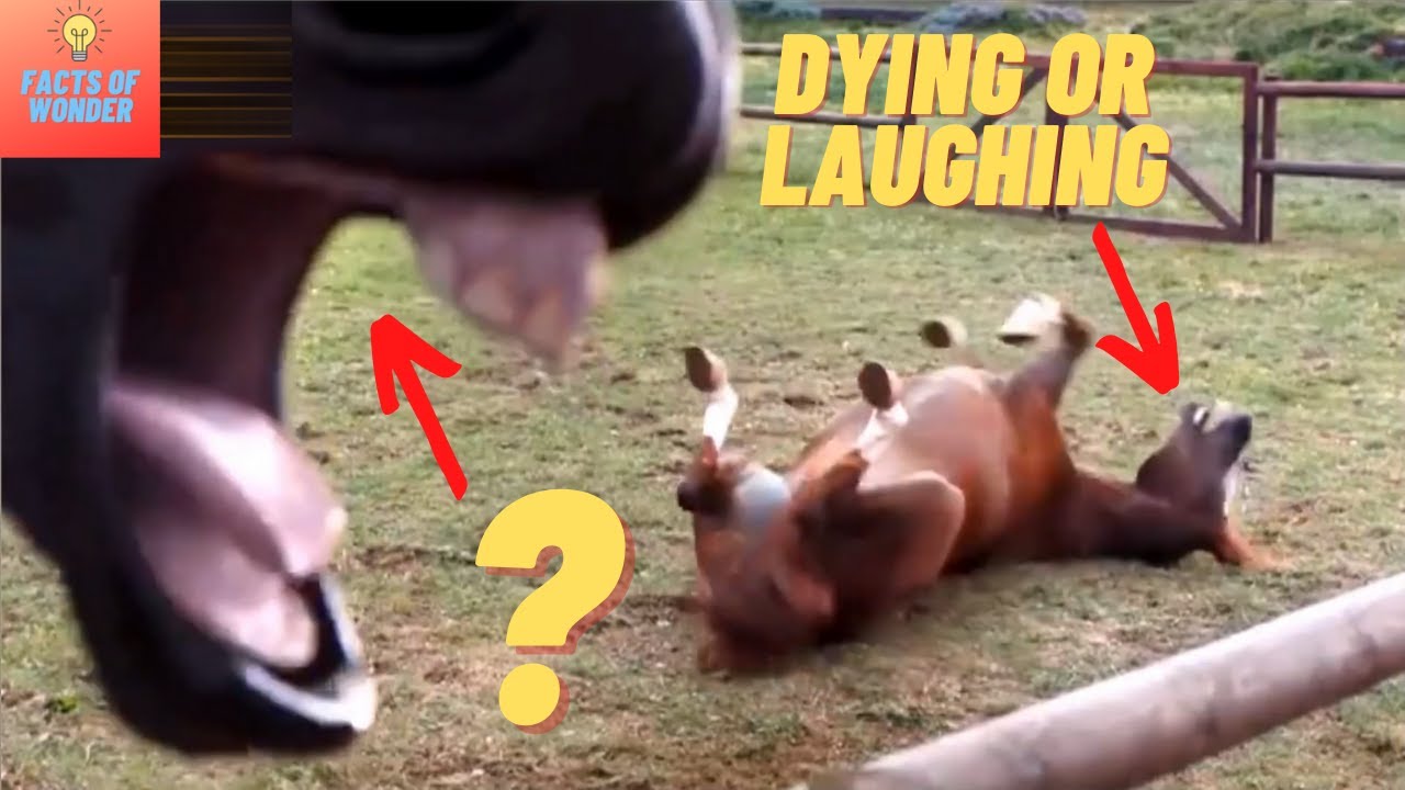 Funny Animal TV Commercials Compilation - What Do You Think? - YouTube