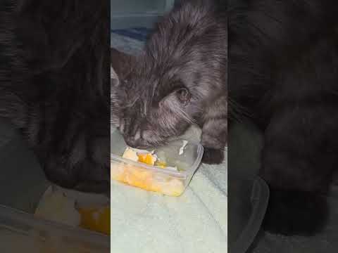 Hamile kedi yumurtayı sevdi galiba