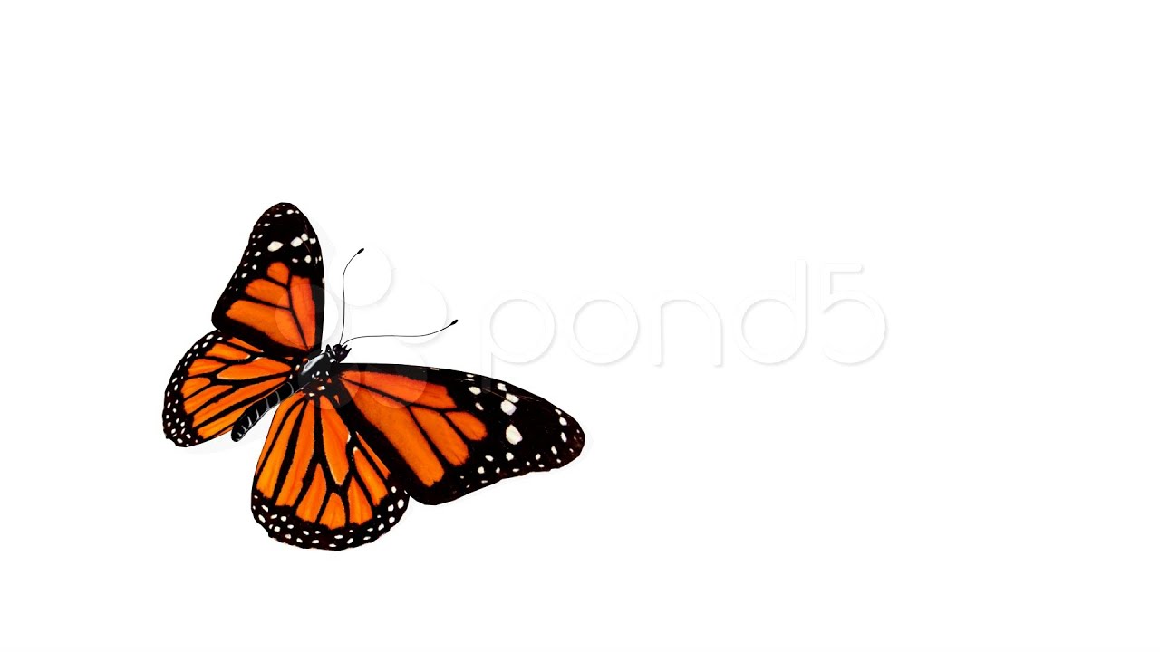 Butterfly Animation (Includes Alpha Channel). Stock Footage - YouTube