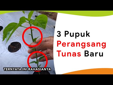 3 Rahasia Penyemprotan Pupuk Perangsang Tunas Baru