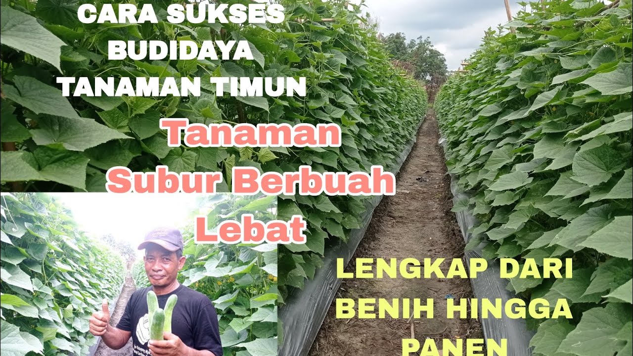 Cara Sukses Budidaya Tanaman Timun, Tanaman Subur Berbuah Lebat ...