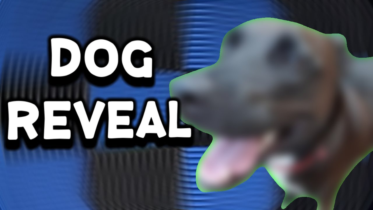 DOG REVEAL YouTube dog-reveal-youtube