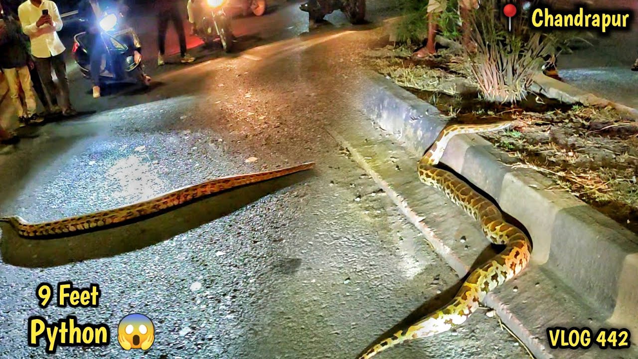 Huge Python Spotted 😱 On Highway - YouTube