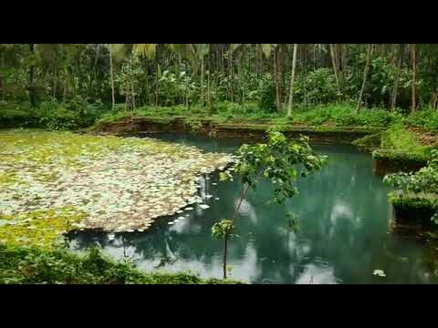 ️🇮🇳Ancient Pond in Kerala, Pantheradi Ettukett / Kerala Village Tour ...