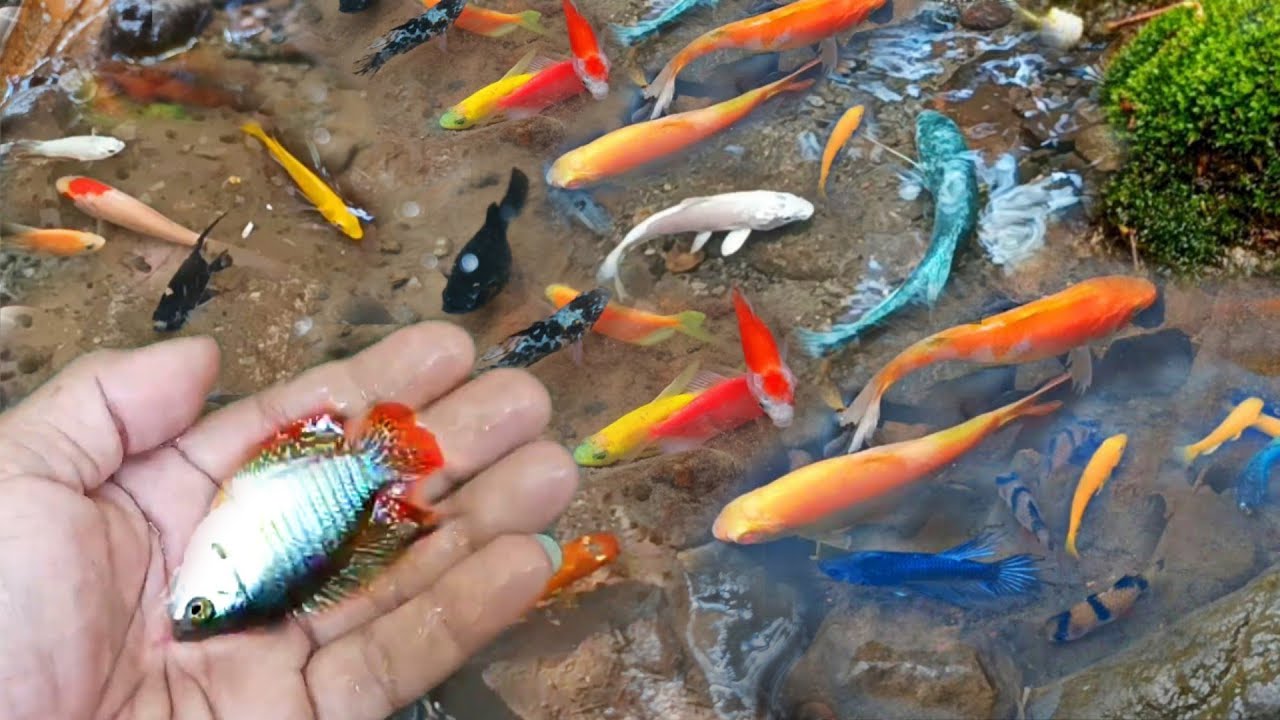 AYO menangkap ikan molly, ikan cupang, ikan mas koki, ikan lemon, ikan ...
