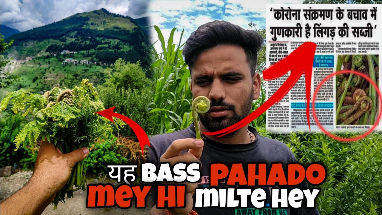 Found Rare Himalayan Vegetable That Can Fight COVID-19 |coronavirues ...